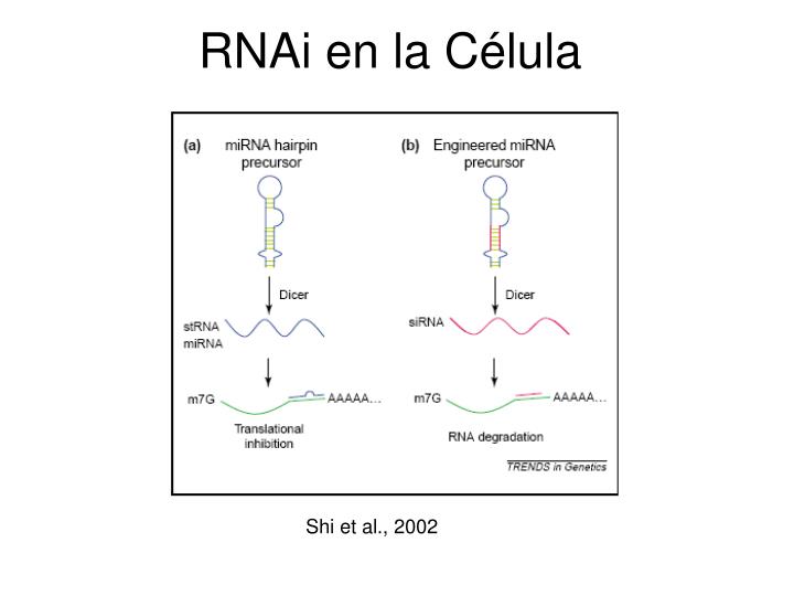 PPT - Regulación de la Expresión Genética Mediante RNA: Interferencia ...