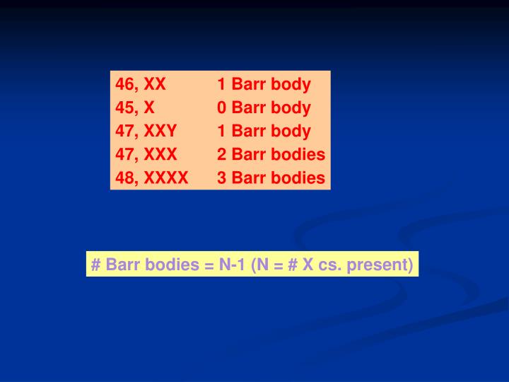PPT - Sex chromatin bodies Barr body PowerPoint Presentation - ID:850138