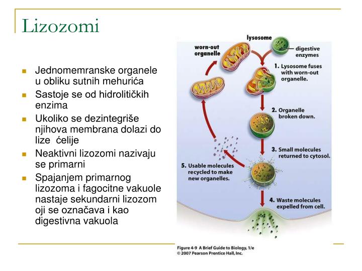 PPT - Ćelijska membrana Plazmalema PowerPoint Presentation - ID:850419