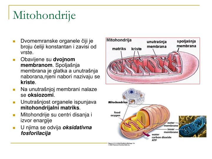 PPT - Ćelijska membrana Plazmalema PowerPoint Presentation - ID:850419