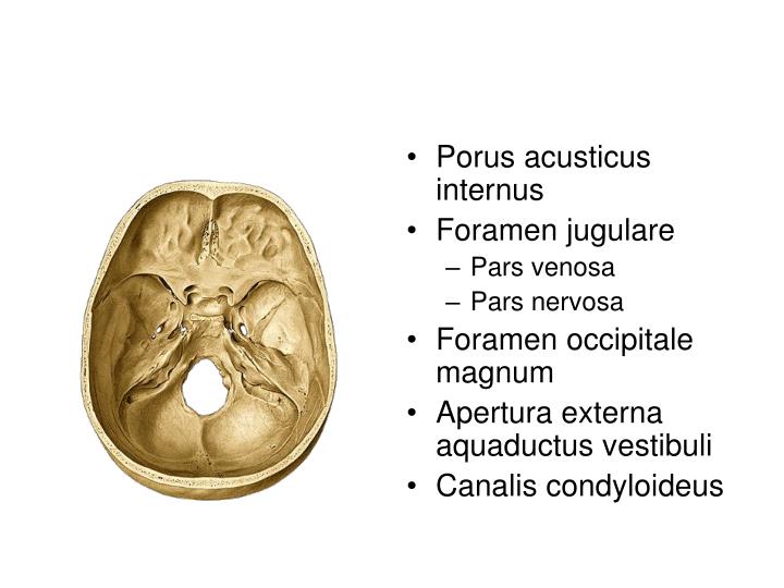 PPT - CRANIUM PowerPoint Presentation - ID:850502