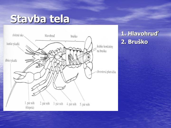 PPT - Kôrovce Rak riečny PowerPoint Presentation - ID:851006