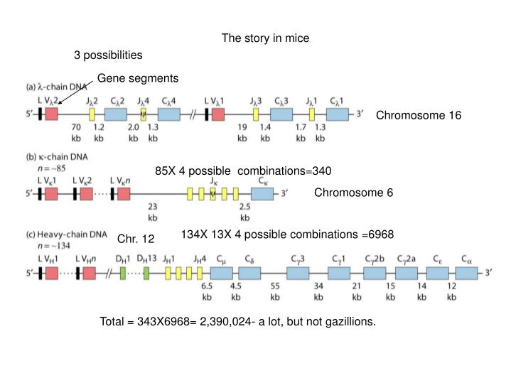 PPT - Generation of Antibody Diversity PowerPoint Presentation - ID:851326