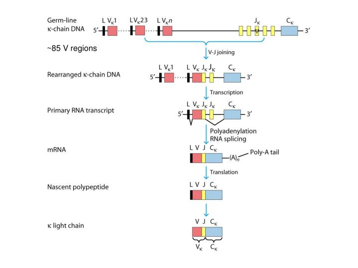 PPT - Generation of Antibody Diversity PowerPoint Presentation - ID:851326