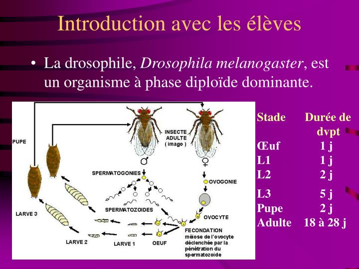 PPT - TRANSMISSION DE CARACTERES HEREDITAIRES Croisements de ...