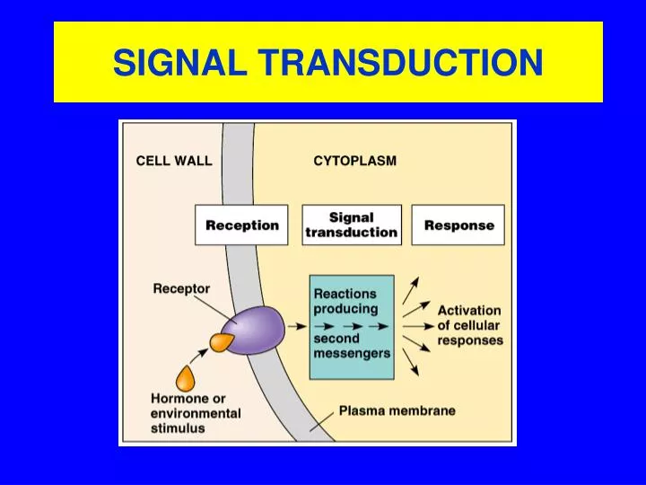 PPT - SIGNAL TRANSDUCTION PowerPoint Presentation, free download - ID ...
