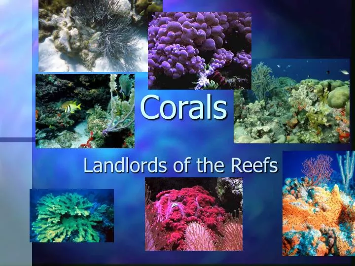 PPT - Corals PowerPoint Presentation, free download - ID:853219