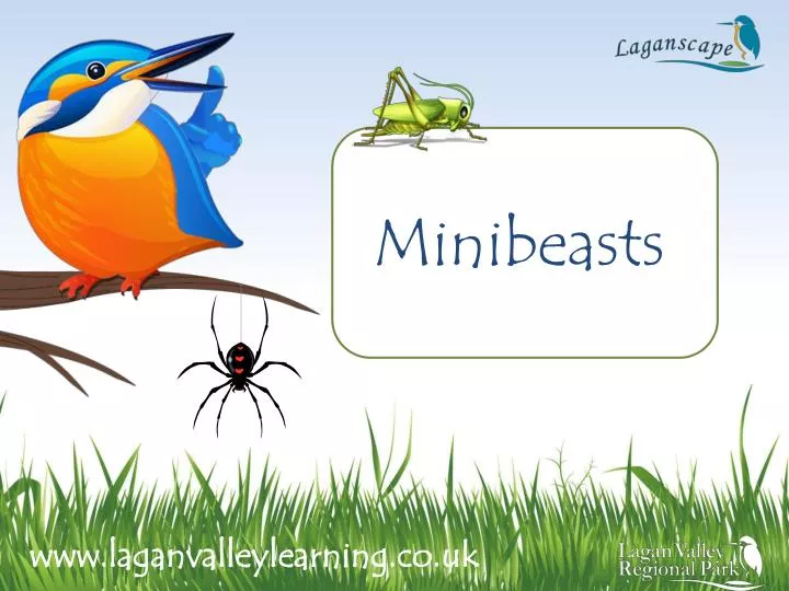 PPT - Minibeasts PowerPoint Presentation, free download - ID:853417