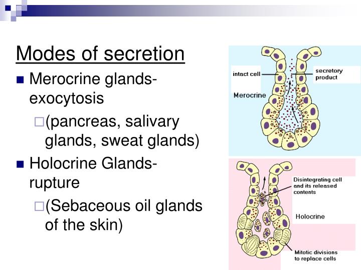 PPT - Tissue: Fabric of Life PowerPoint Presentation - ID:853979