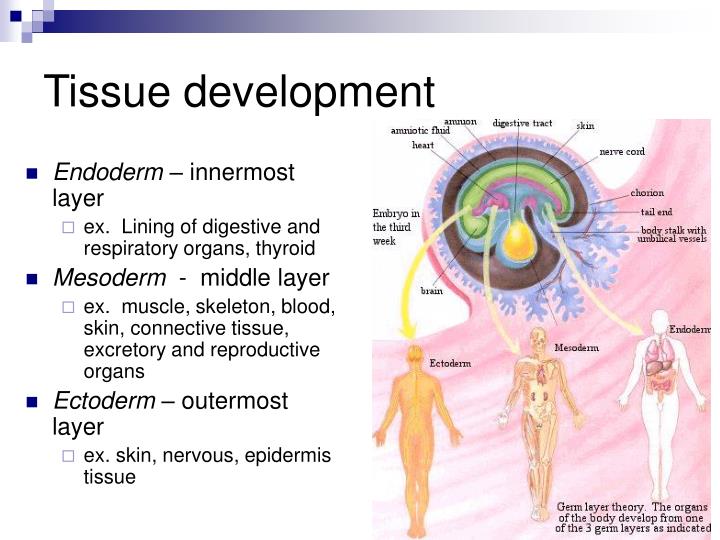PPT - Tissue: Fabric of Life PowerPoint Presentation - ID:853979