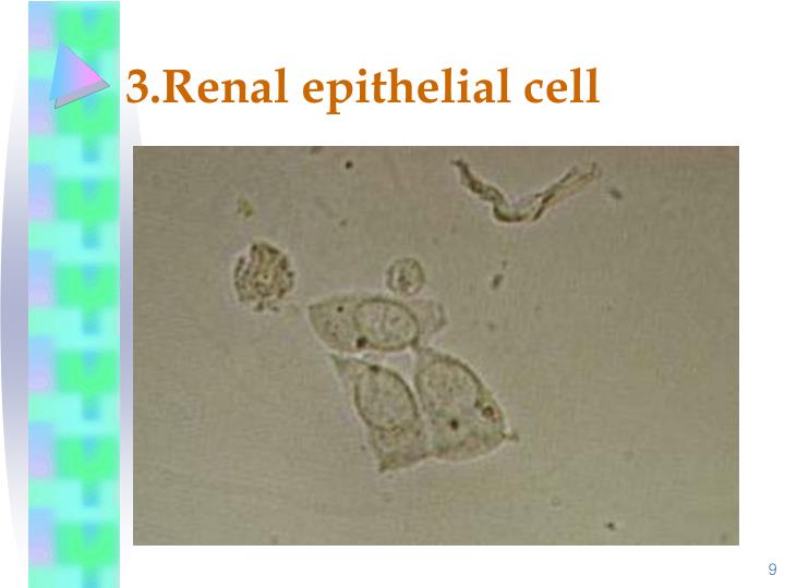 PPT - Microscopic Examination PowerPoint Presentation - ID:854159