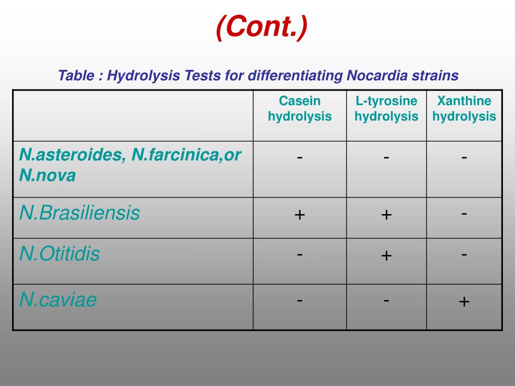 PPT - The Islamic University- Gaza Report about Nocardia spp . Prepared ...