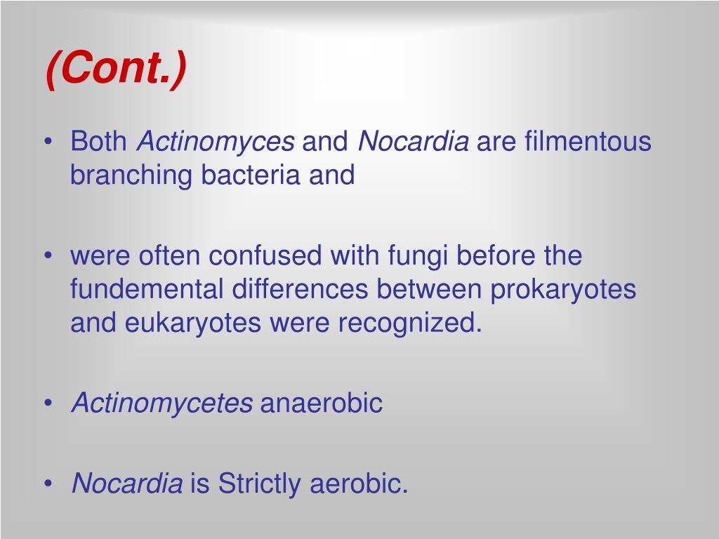 PPT - The Islamic University- Gaza Report about Nocardia spp . Prepared ...