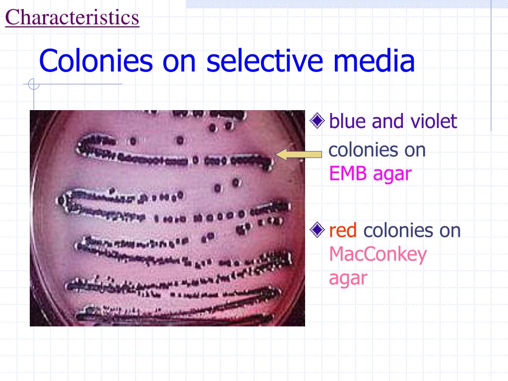 PPT - 病原生物学教研室 Department of pathogenic Biology of Gannan Medical ...