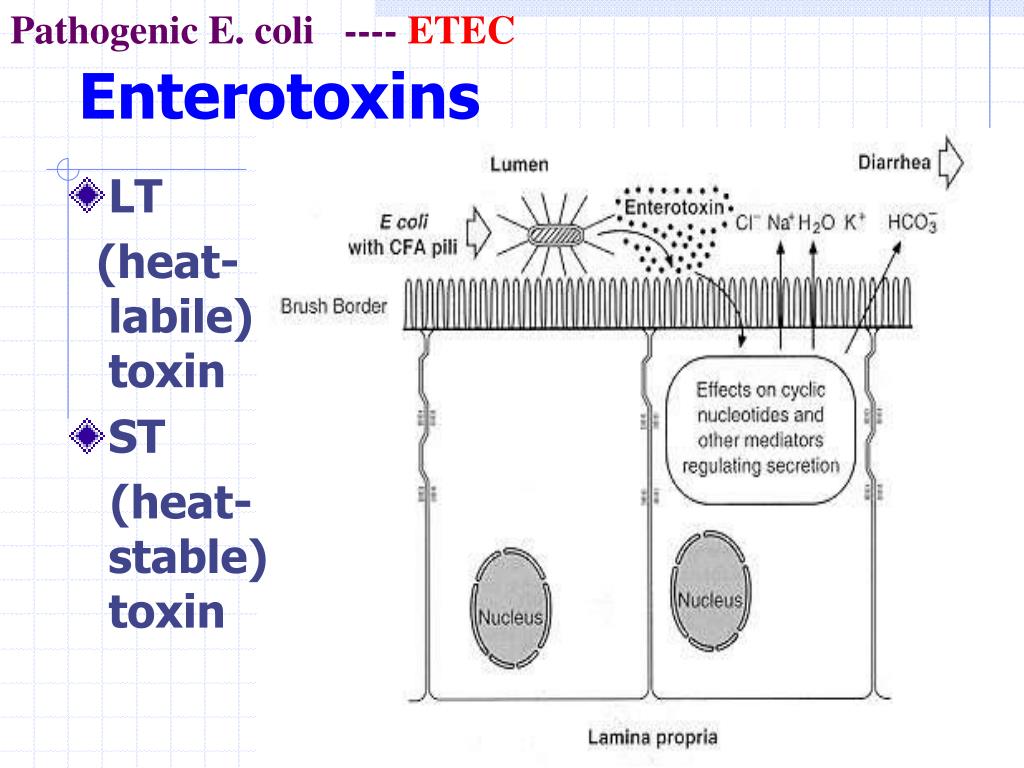 PPT - 病原生物学教研室 Department of pathogenic Biology of Gannan Medical ...