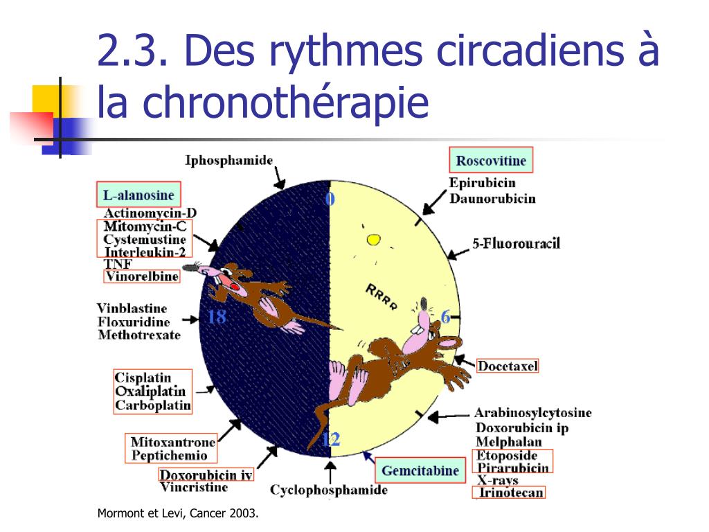 PPT - Rythmes circadiens: implications médicales et zootechniques ...