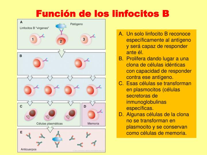 PPT - Órganos y tejidos linfoides y Células del Sistema inmune ...