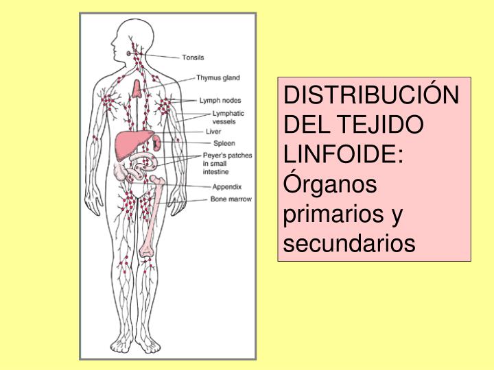 PPT - Órganos y tejidos linfoides y Células del Sistema inmune ...