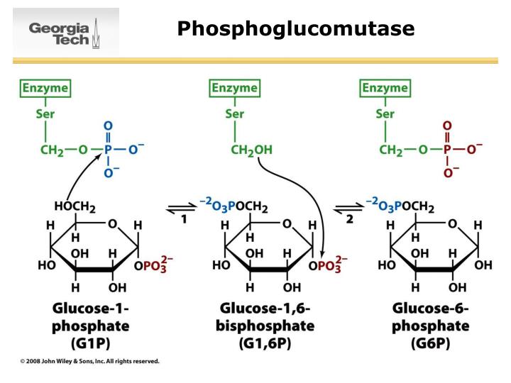 PPT - SURVEY OF BIOCHEMISTRY Glycogen PowerPoint Presentation - ID:855457