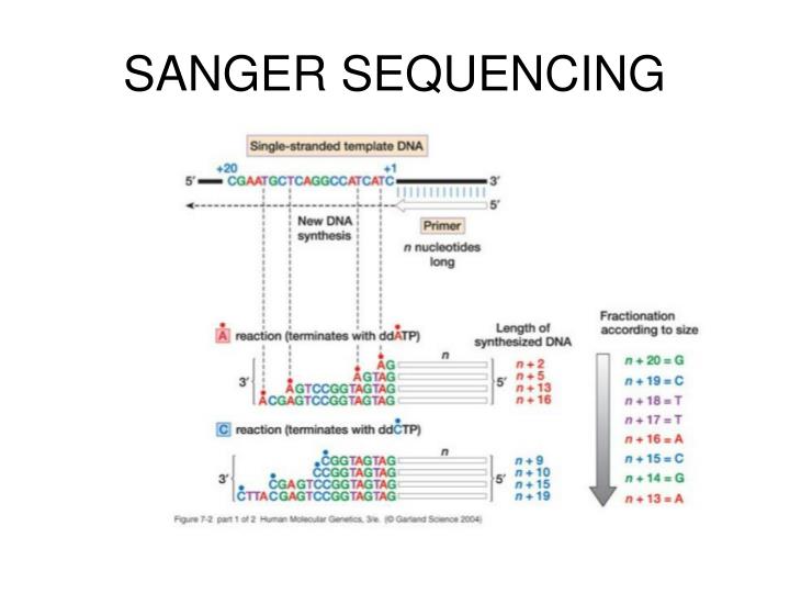 PPT - INTRODUZIONE AL SEQUENZIAMENTO DI NUOVA GENERAZIONE PowerPoint ...