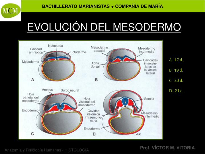 PPT - DESARROLLO EMBRIONARIO EN EL HOMBRE - 4 PowerPoint Presentation ...