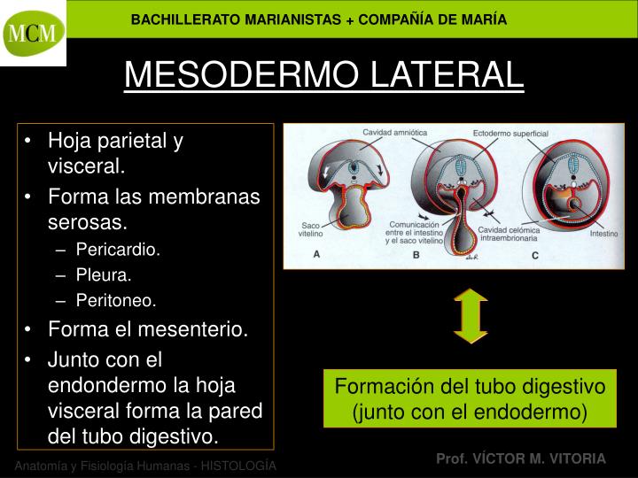 PPT - DESARROLLO EMBRIONARIO EN EL HOMBRE - 4 PowerPoint Presentation ...