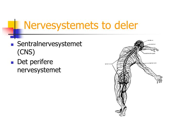PPT - Nervesystemet PowerPoint Presentation - ID:856250