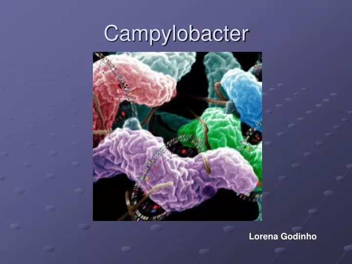 PPT - Campylobacter PowerPoint Presentation, free download - ID:856429