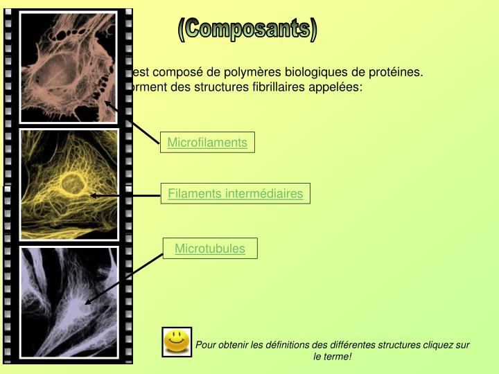 PPT - Cytosquelette et microtubules PowerPoint Presentation - ID:856922