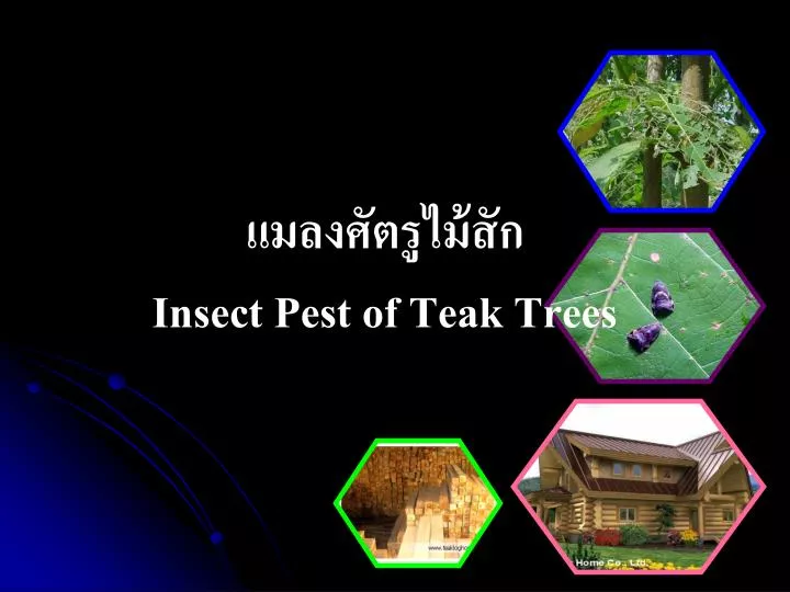 PPT - แมลงศัตรูไม้สัก Insect Pest of Teak Trees PowerPoint Presentation ...