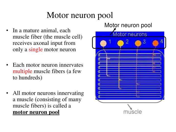 PPT - Motor system I: spinal cord circuits and motor output PowerPoint ...