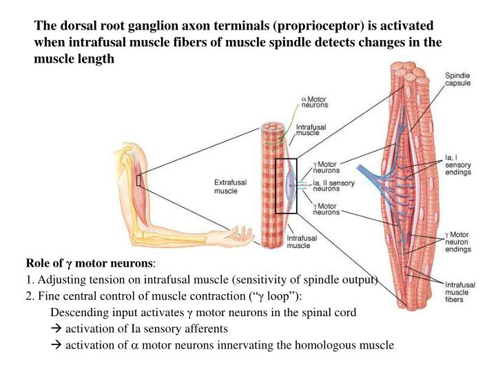 What Is Fused And Unfused Tetanus