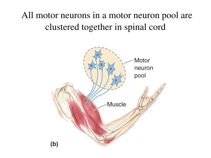 PPT - Motor system I: spinal cord circuits and motor output PowerPoint ...