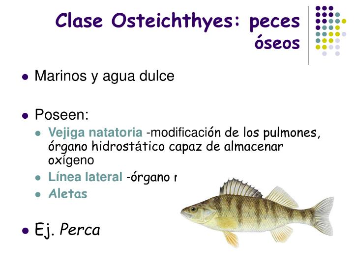 PPT - DIVERSIDAD ANIMAL II PowerPoint Presentation - ID:858945