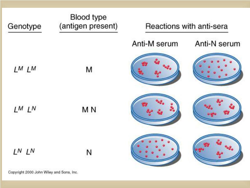 PPT - La teoria cromosomica dell'ereditarietà mette in relazione il ...
