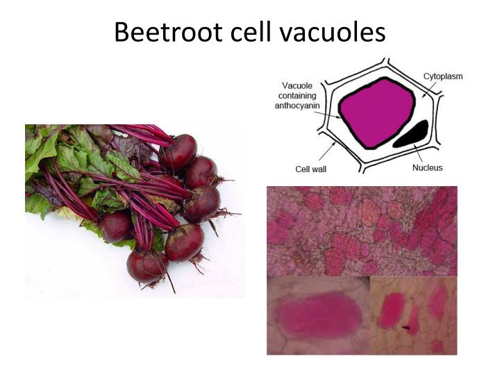 PPT - The Plant Cell PowerPoint Presentation - ID:860791
