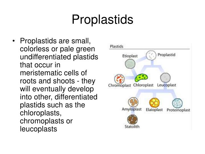 PPT - The Plant Cell PowerPoint Presentation - ID:860791