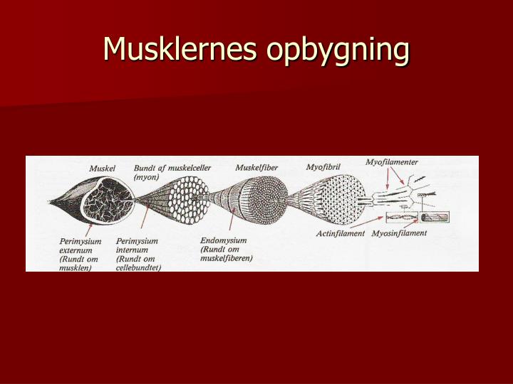 PPT - Myologi PowerPoint Presentation - ID:861652