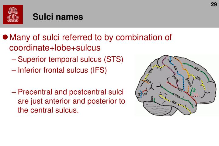 PPT - Basic Anatomy PowerPoint Presentation - ID:862793