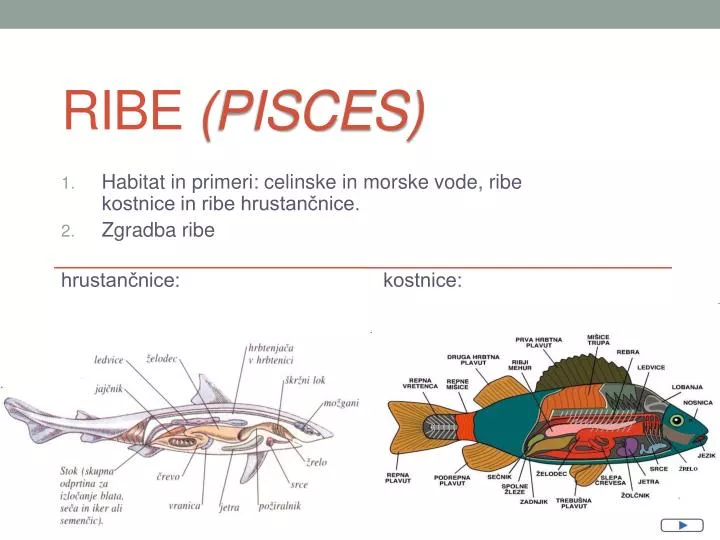 PPT - RIBE (Pisces) PowerPoint Presentation, free download - ID:862808