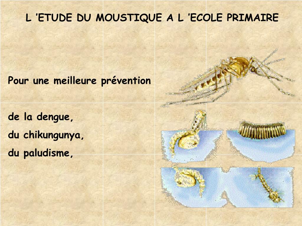 PPT - L ’ETUDE DU MOUSTIQUE A L ’ECOLE PRIMAIRE PowerPoint Presentation ...