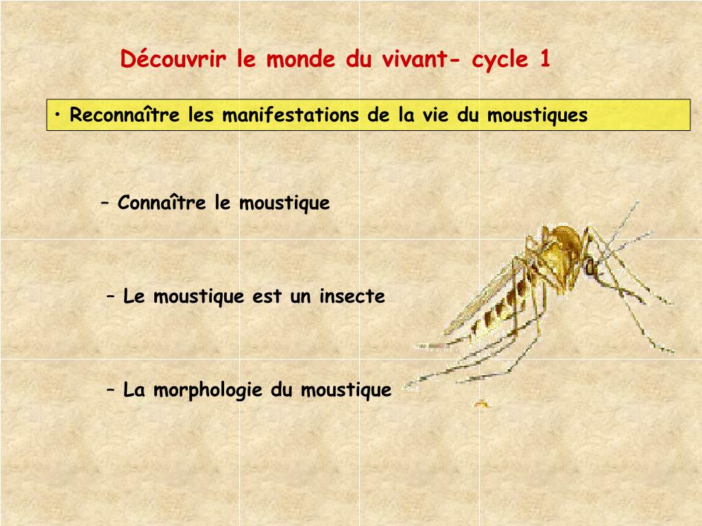 PPT - L ’ETUDE DU MOUSTIQUE A L ’ECOLE PRIMAIRE PowerPoint Presentation ...