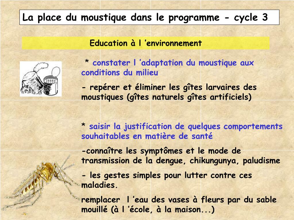 PPT - L ’ETUDE DU MOUSTIQUE A L ’ECOLE PRIMAIRE PowerPoint Presentation ...