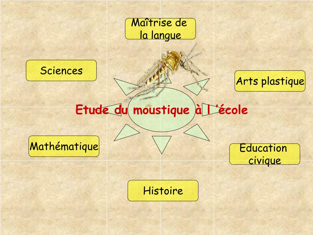 PPT - L ’ETUDE DU MOUSTIQUE A L ’ECOLE PRIMAIRE PowerPoint Presentation ...