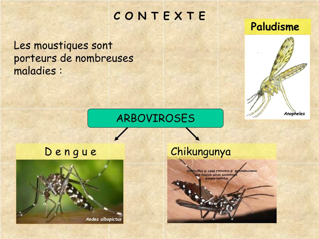 PPT - L ’ETUDE DU MOUSTIQUE A L ’ECOLE PRIMAIRE PowerPoint Presentation ...