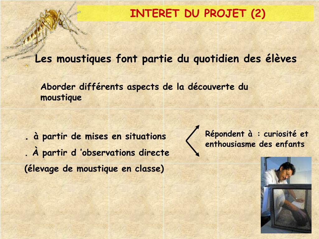 PPT - L ’ETUDE DU MOUSTIQUE A L ’ECOLE PRIMAIRE PowerPoint Presentation ...