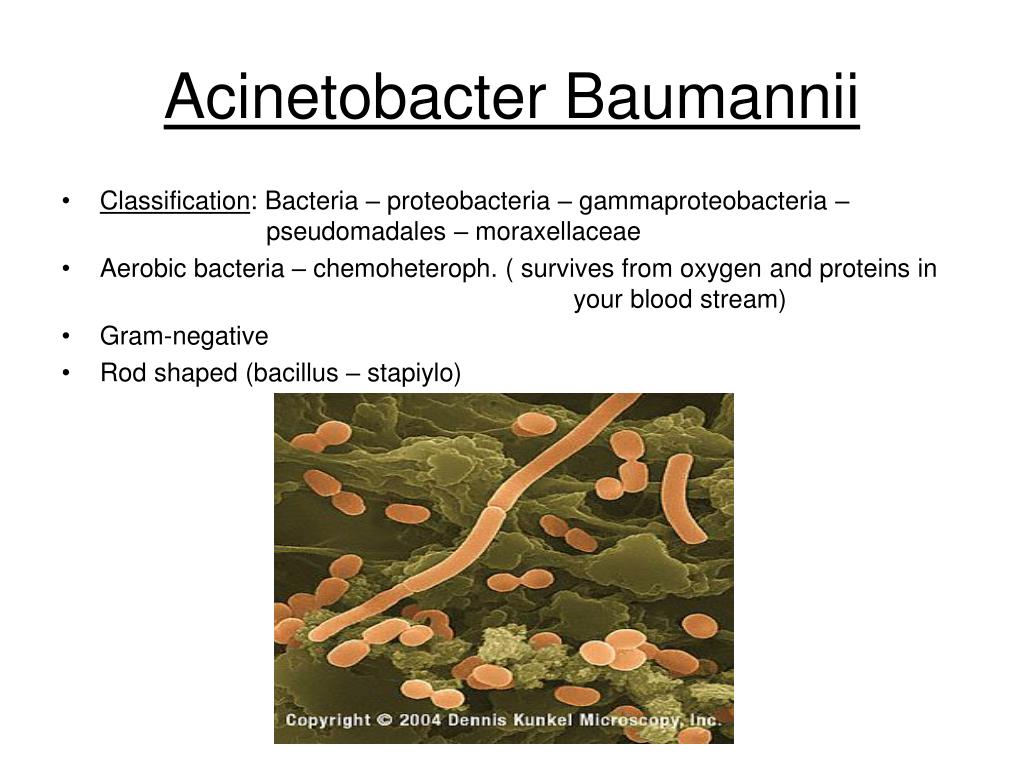 PPT - Acinetobacter Baumannii PowerPoint Presentation, free download ... PPT - Acinetobacter Baumannii PowerPoint Presentation, free download ...