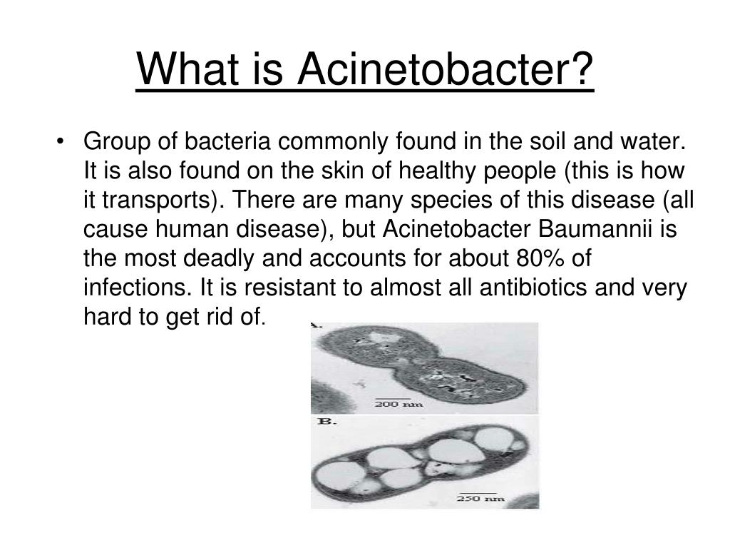 PPT - Acinetobacter Baumannii PowerPoint Presentation, free download ... PPT - Acinetobacter Baumannii PowerPoint Presentation, free download ...