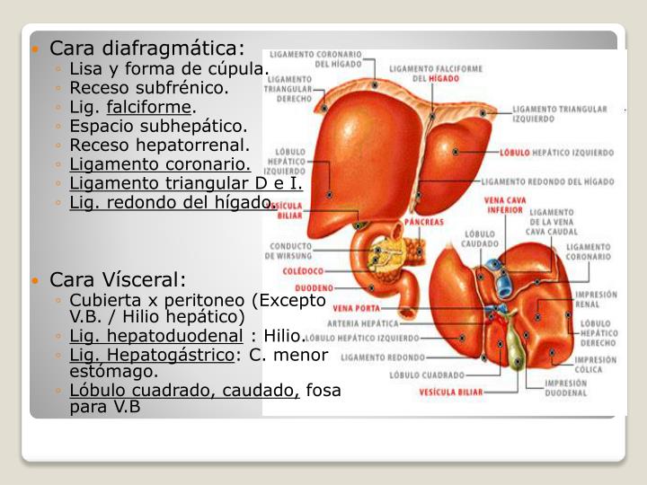 PPT - Anatomía, Histología y Fisiología de Hígado y Vías Biliares ...
