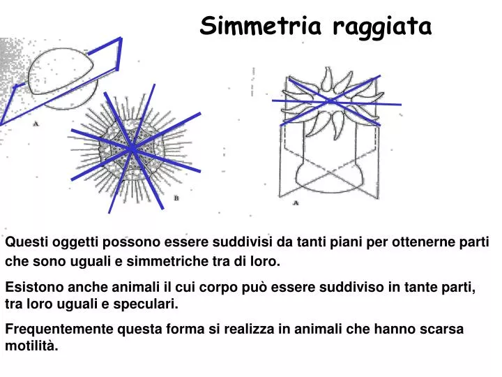 PPT - Simmetria raggiata PowerPoint Presentation, free download - ID:865162